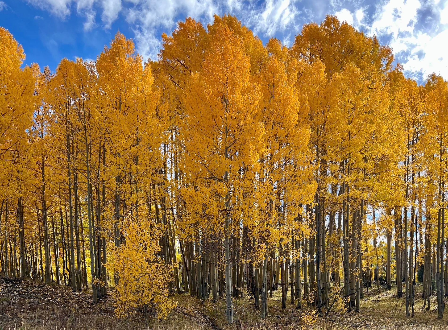The Best Leaf Peeping Hikes in Colorado